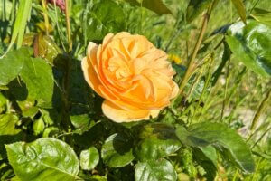 A Guide to Pruning Your Roses - St. John's Garden Centre