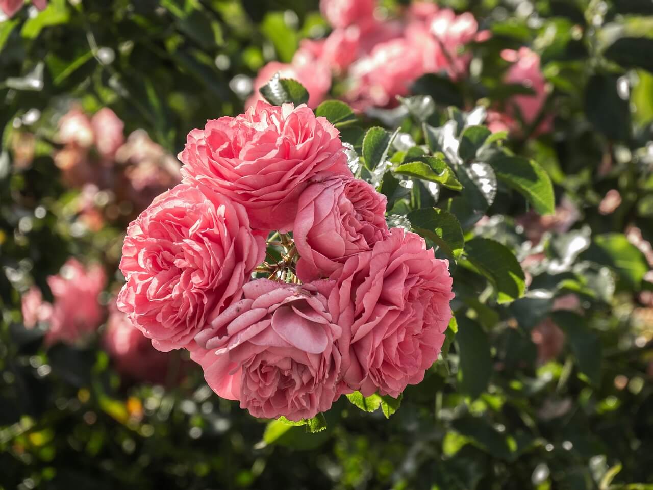 A Guide to Pruning Your Roses - St. John's Garden Centre