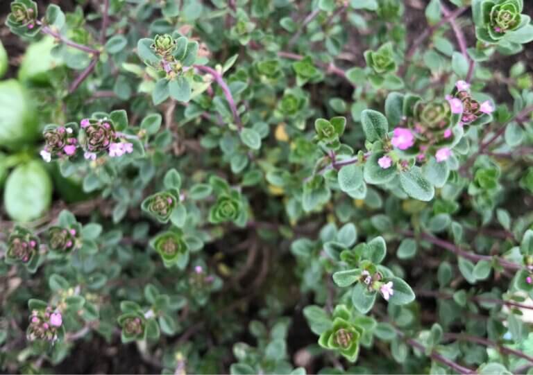 How To Grow And Care For Thyme: A Complete Guide - St. John's Garden Centre