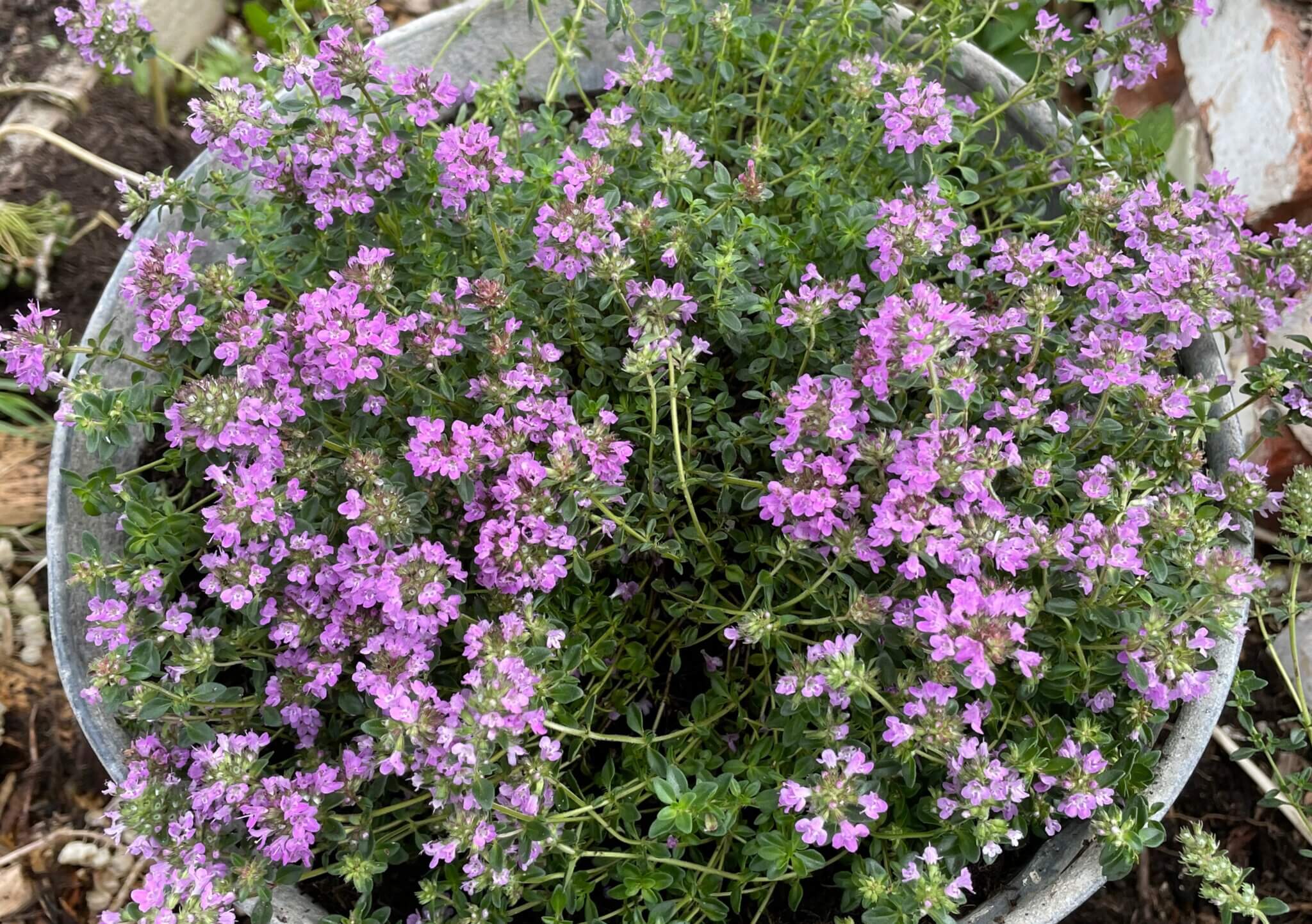 How To Grow And Care For Thyme: A Complete Guide - St. John's Garden Centre