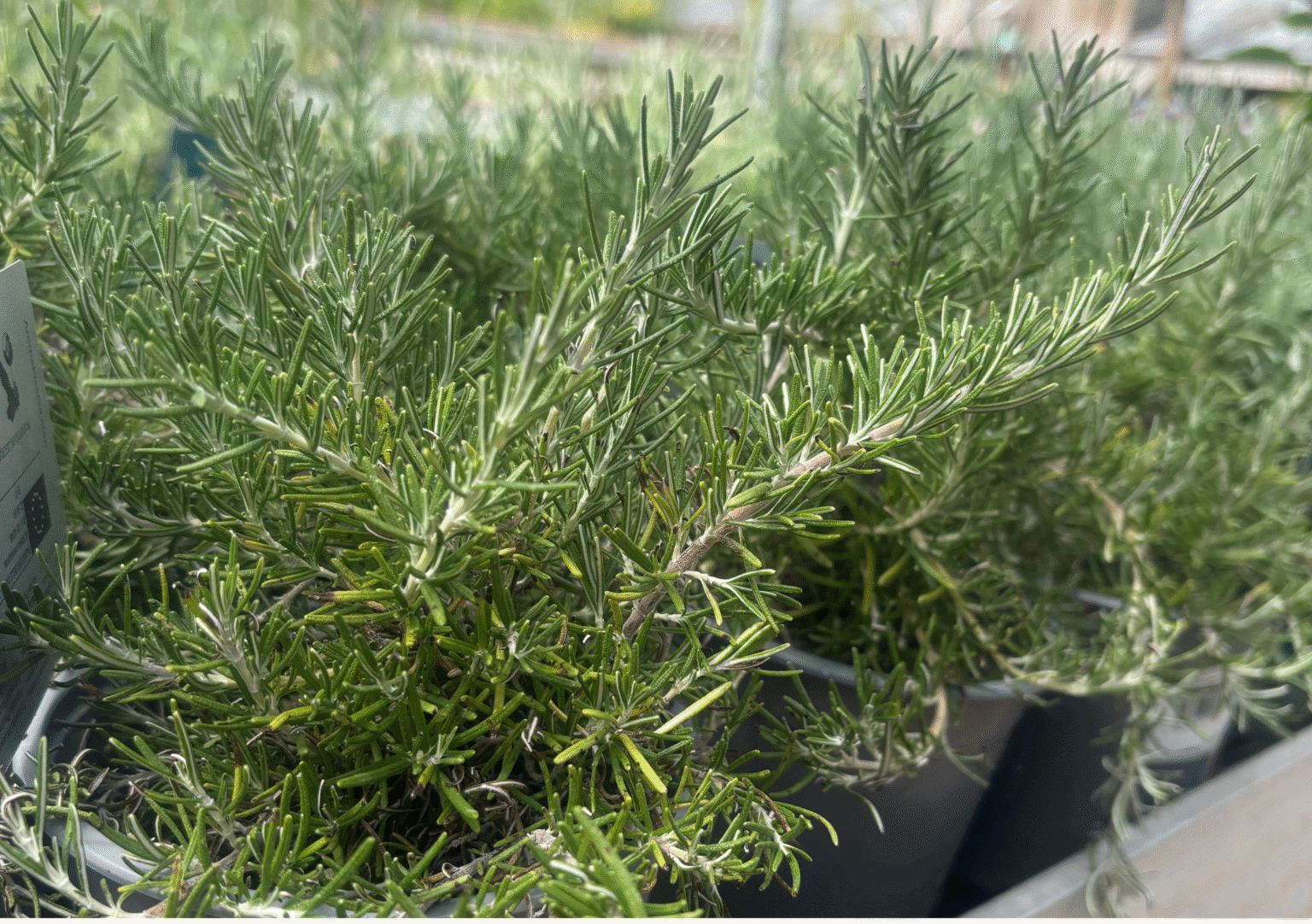 How to Grow and Care for Rosemary: A Complete Guide - St. John's Garden ...