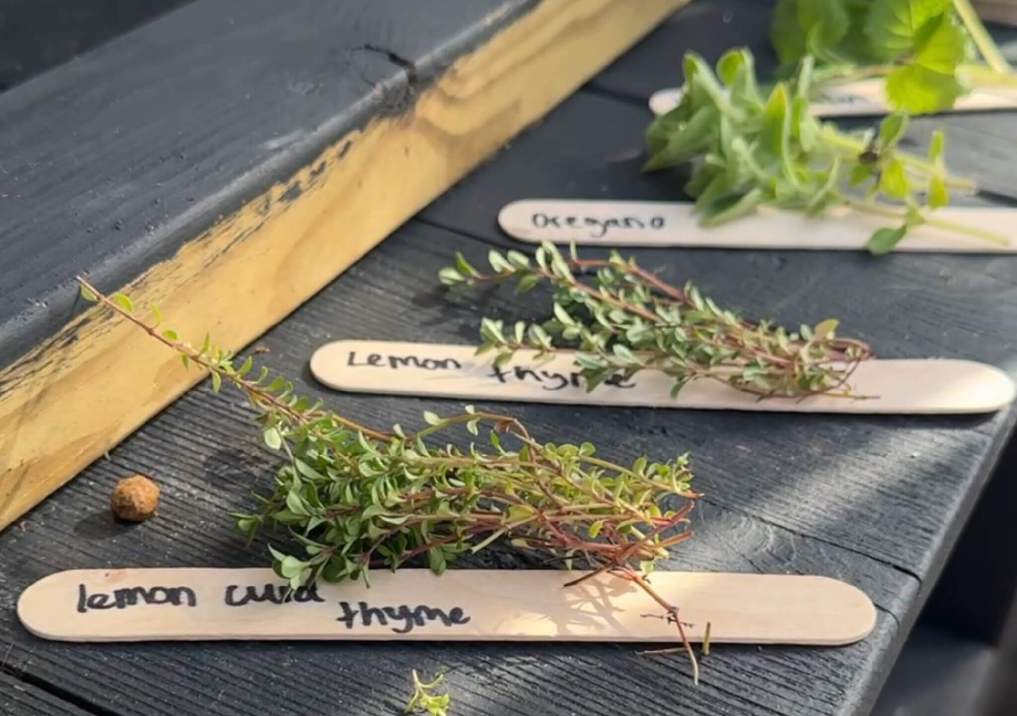 How To Grow And Care For Thyme: A Complete Guide - St. John's Garden Centre