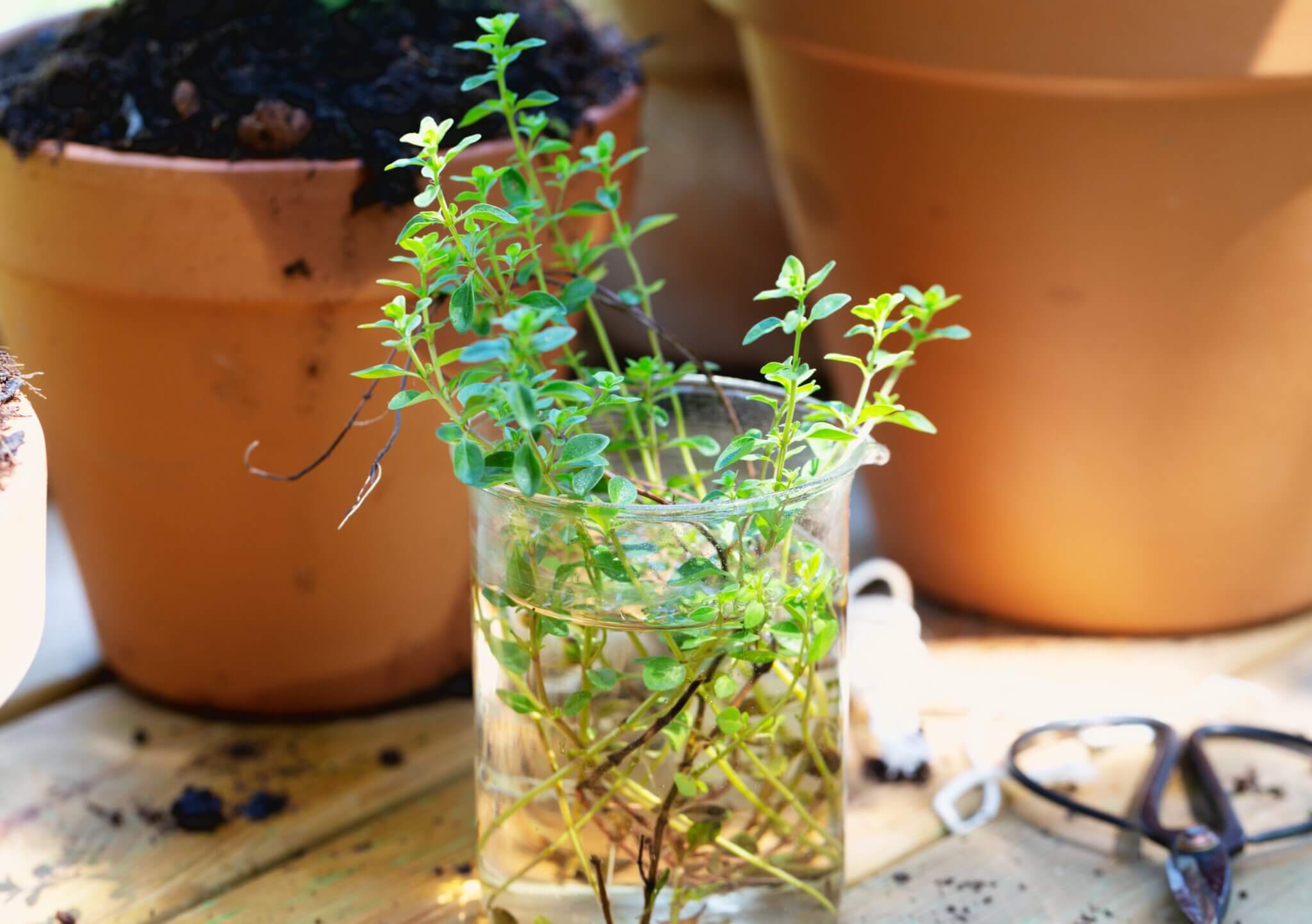 How To Grow And Care For Thyme: A Complete Guide - St. John's Garden Centre