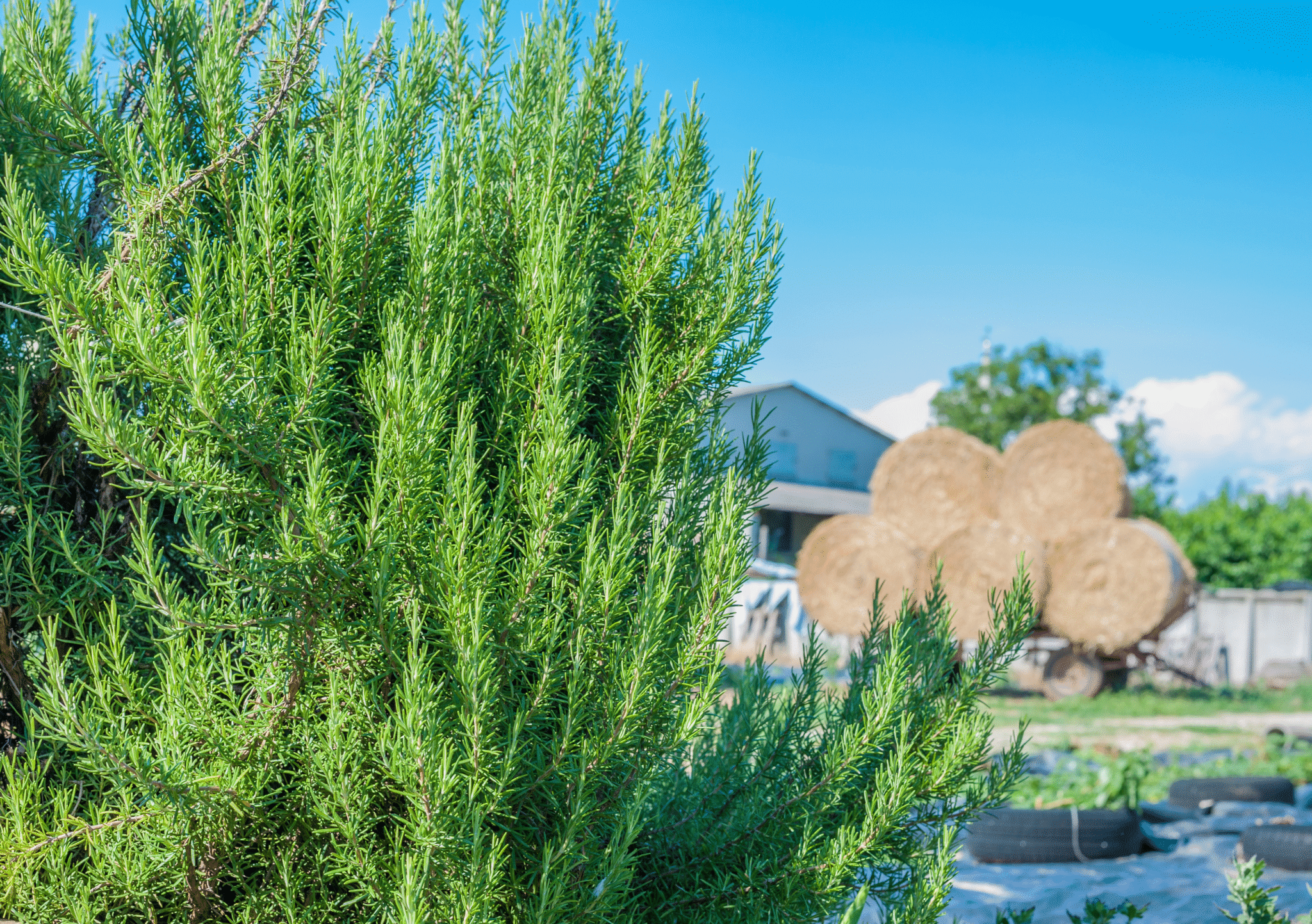 How to Grow and Care for Rosemary: A Complete Guide - St. John's Garden ...