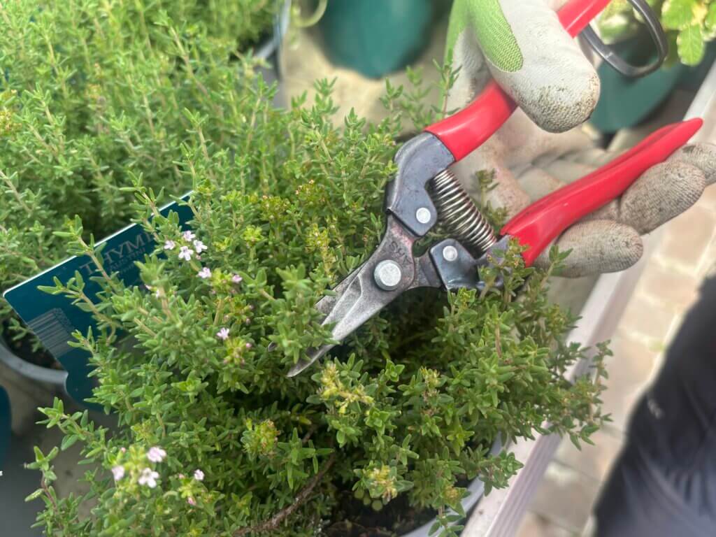 How To Grow And Care For Thyme: A Complete Guide - St. John's Garden Centre