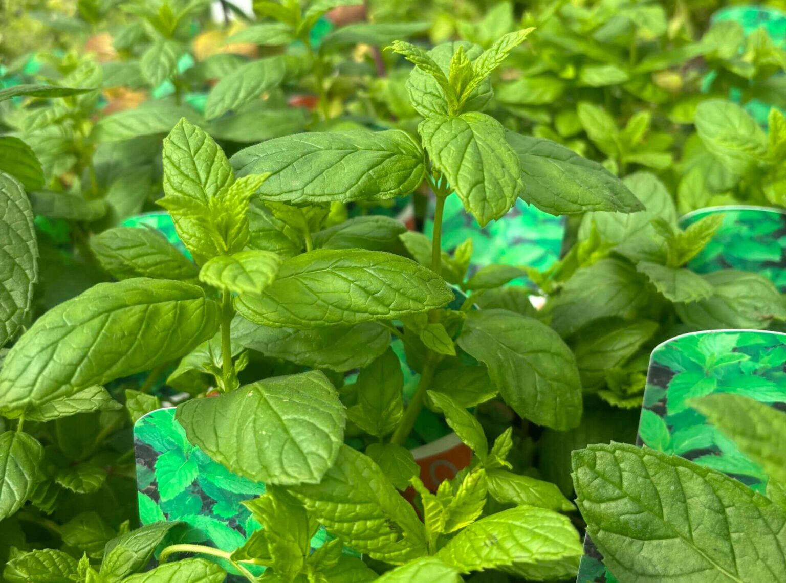 How to Grow and Care for Mint: A Complete Guide - St. John's Garden Centre