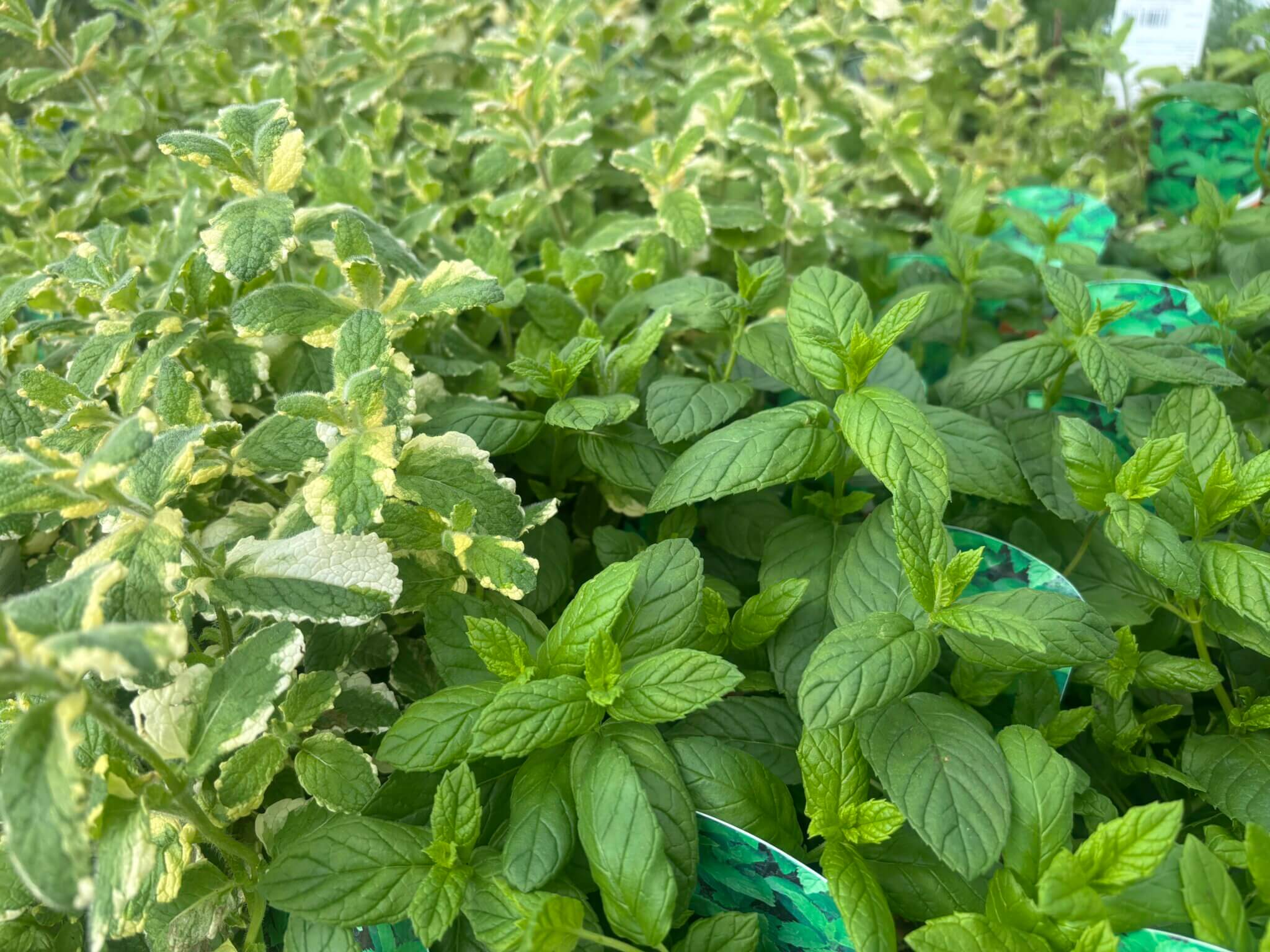 How to Grow and Care for Mint: A Complete Guide - St. John's Garden Centre