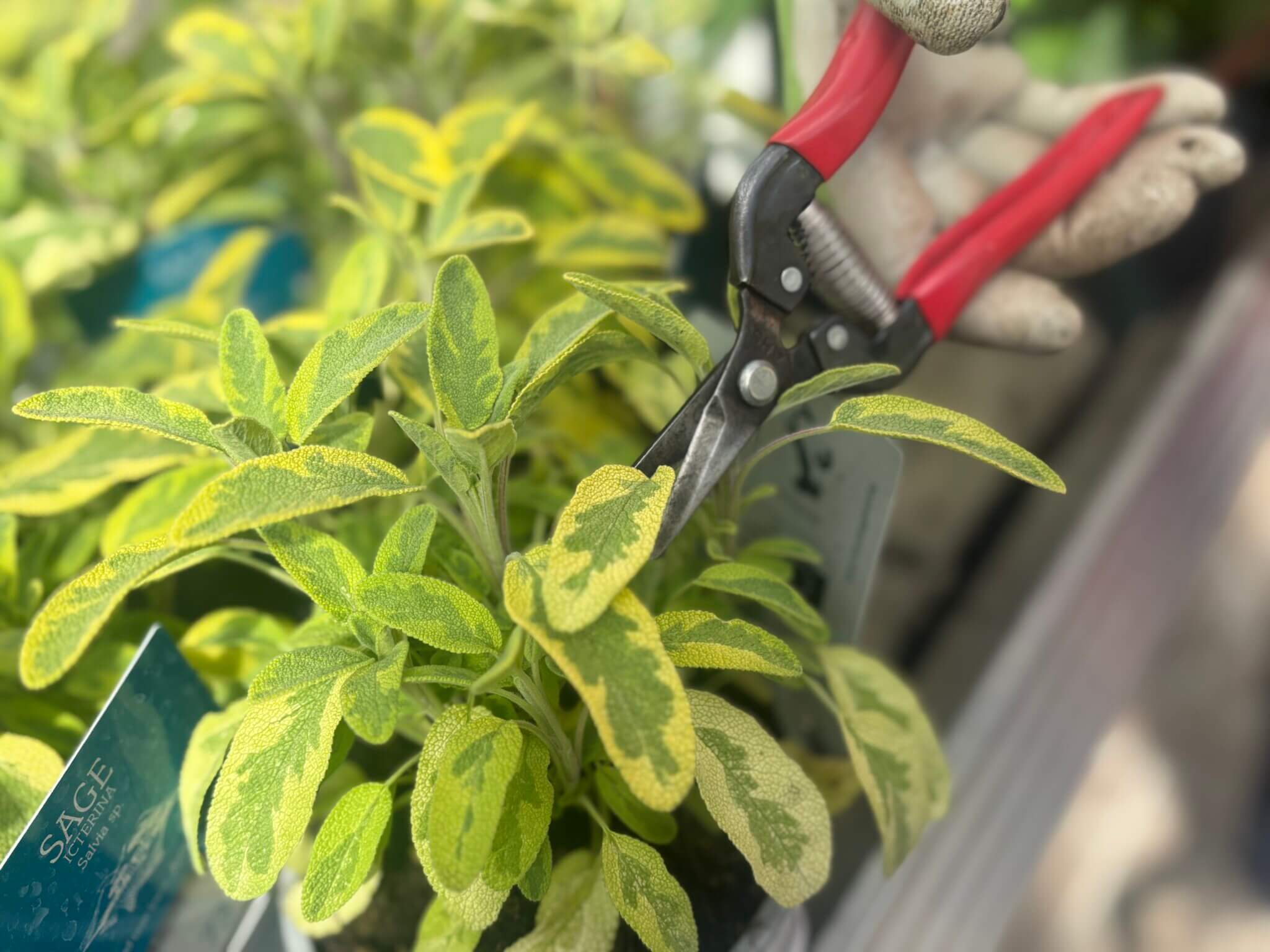 How to Grow and Care for Sage: A Complete Guide - St. John's Garden Centre