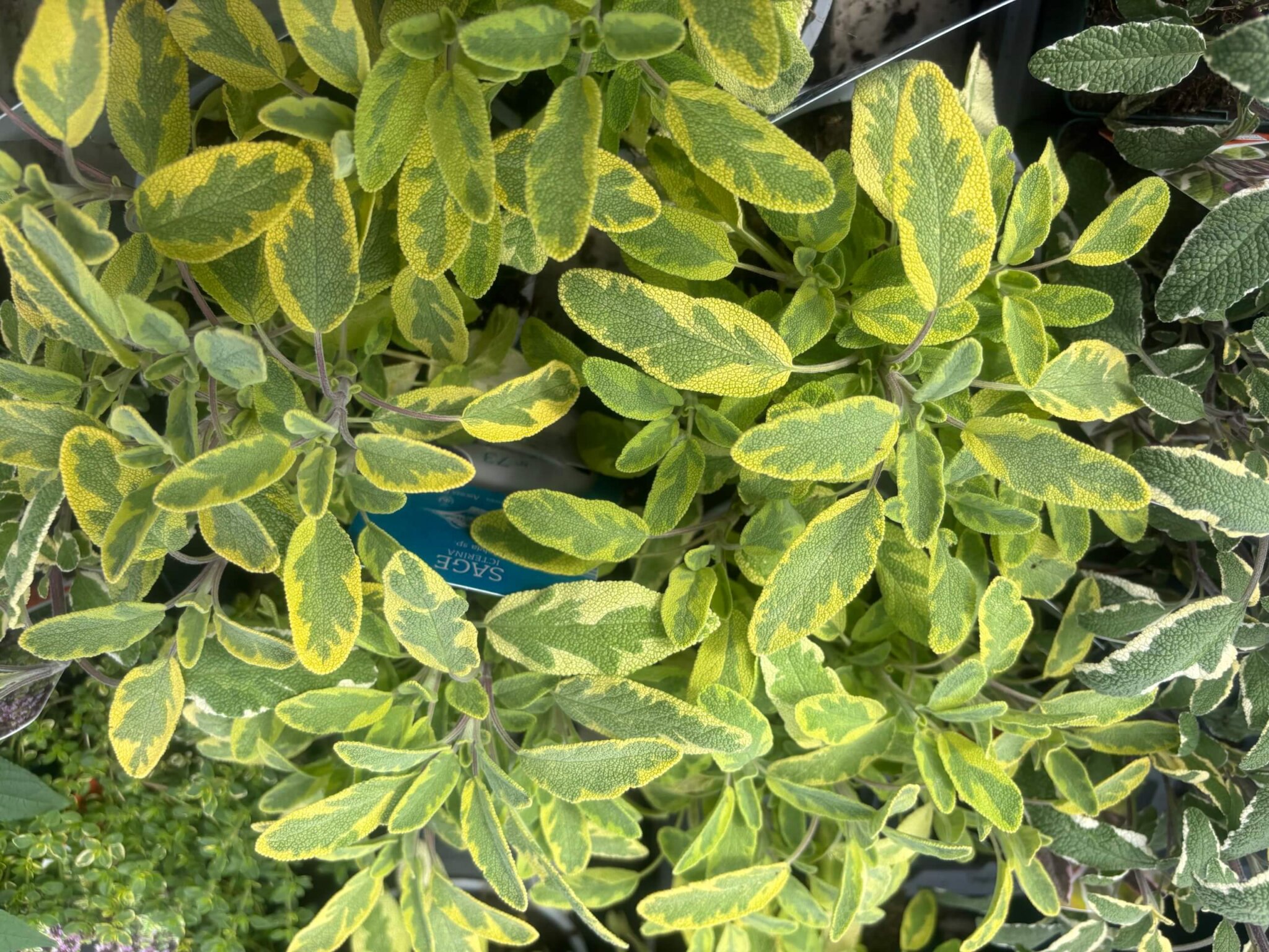 How to Grow and Care for Sage: A Complete Guide - St. John's Garden Centre