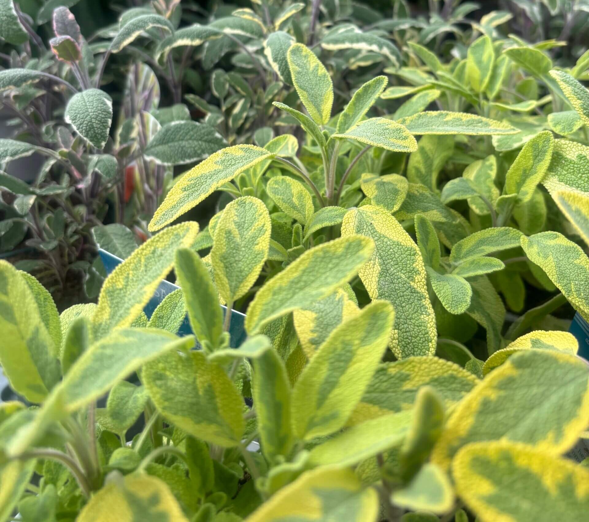 How to Grow and Care for Sage: A Complete Guide - St. John's Garden Centre
