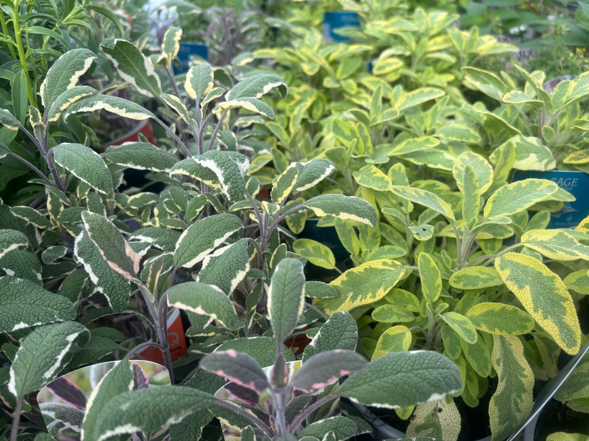 How to Grow and Care for Sage: A Complete Guide - St. John's Garden Centre